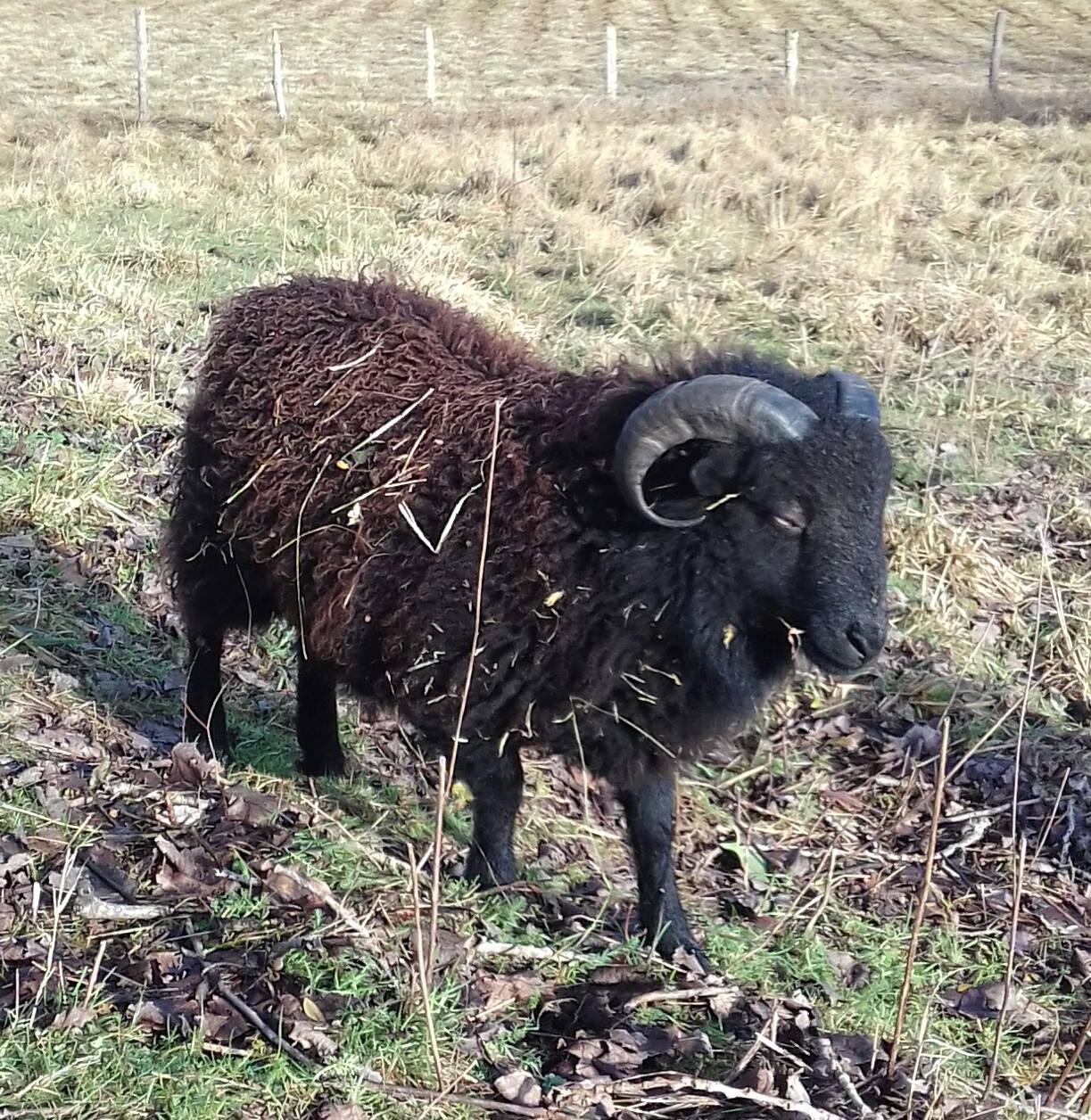 Mouton D Ouessant Vendre