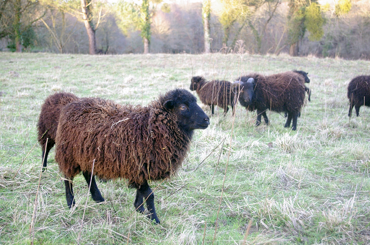 Mouton D Ouessant Vendre