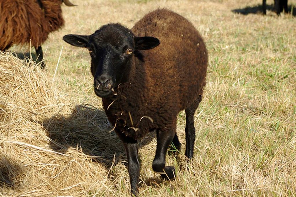 Mouton D Ouessant Vendre