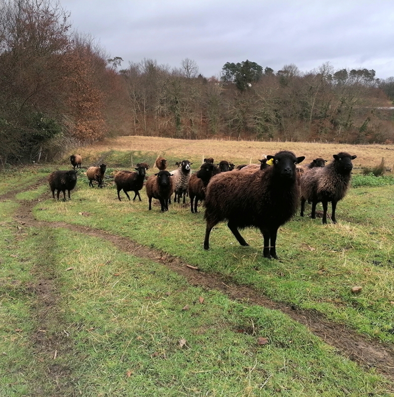 Mouton D Ouessant Vendre