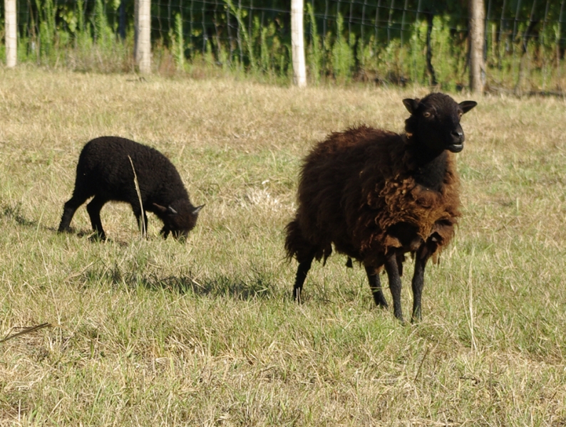 Mouton D Ouessant Vendre